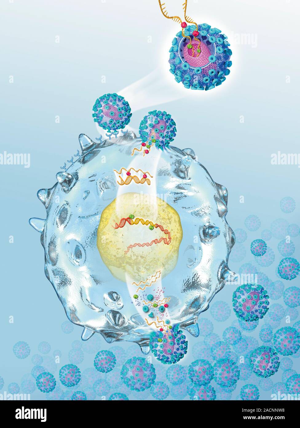 HIV invading white blood cell. Computer artwork showing HIV (human ...