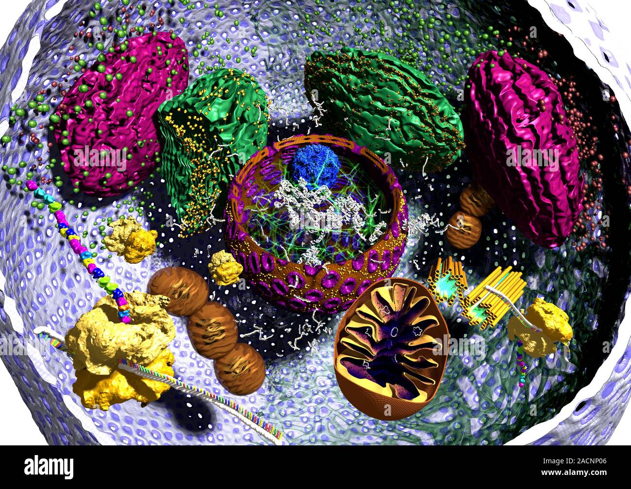 Animal cell organelles. Artwork showing the organelles in a eukaryotic ...