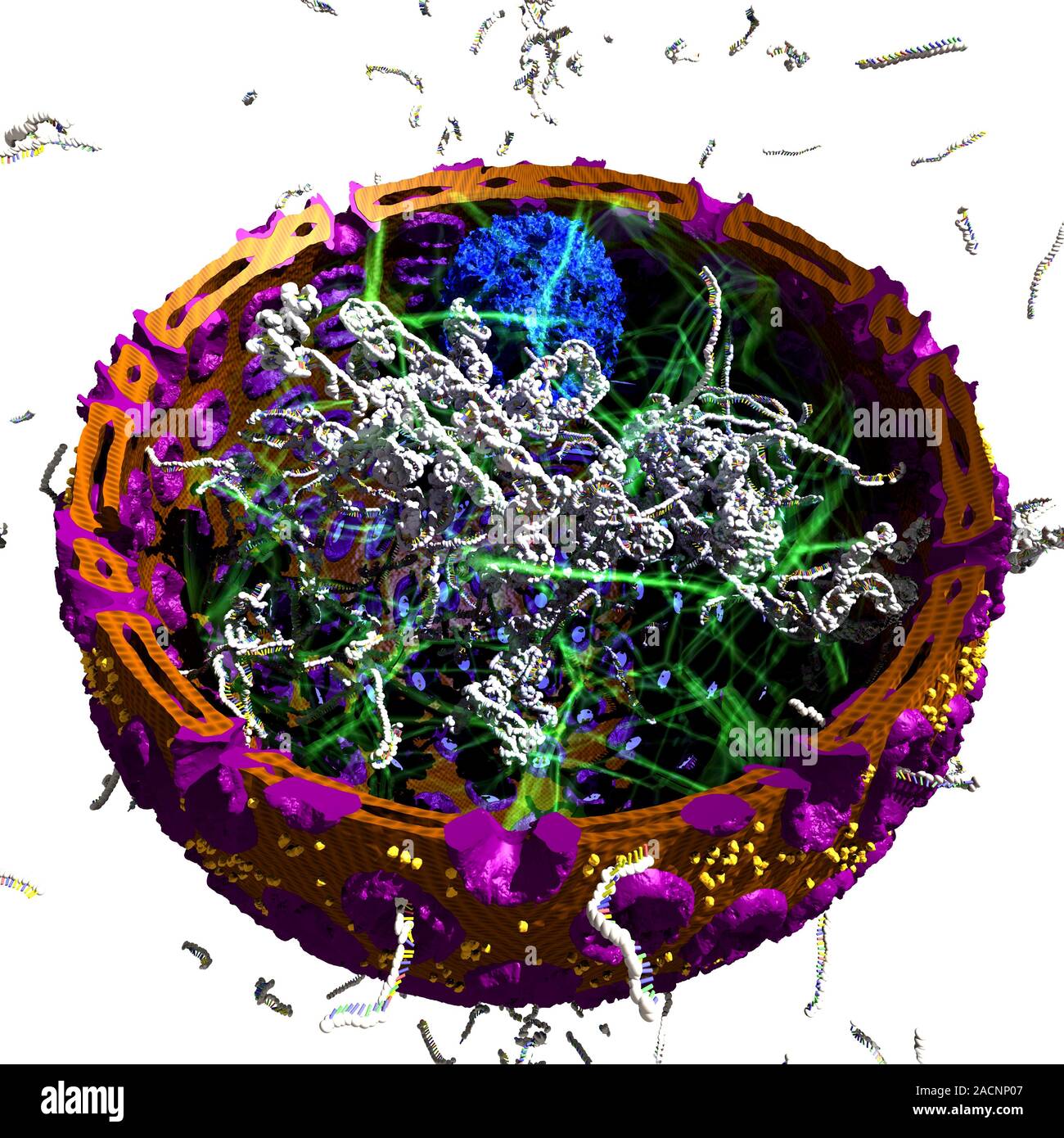 Eukaryotic cell nucleus. Artwork of the internal structure and contents ...