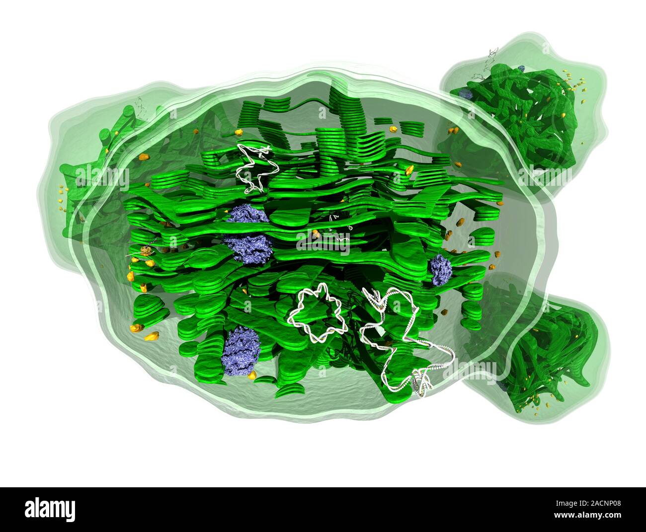 Chloroplast structure. Artwork showing the internal structure of ...