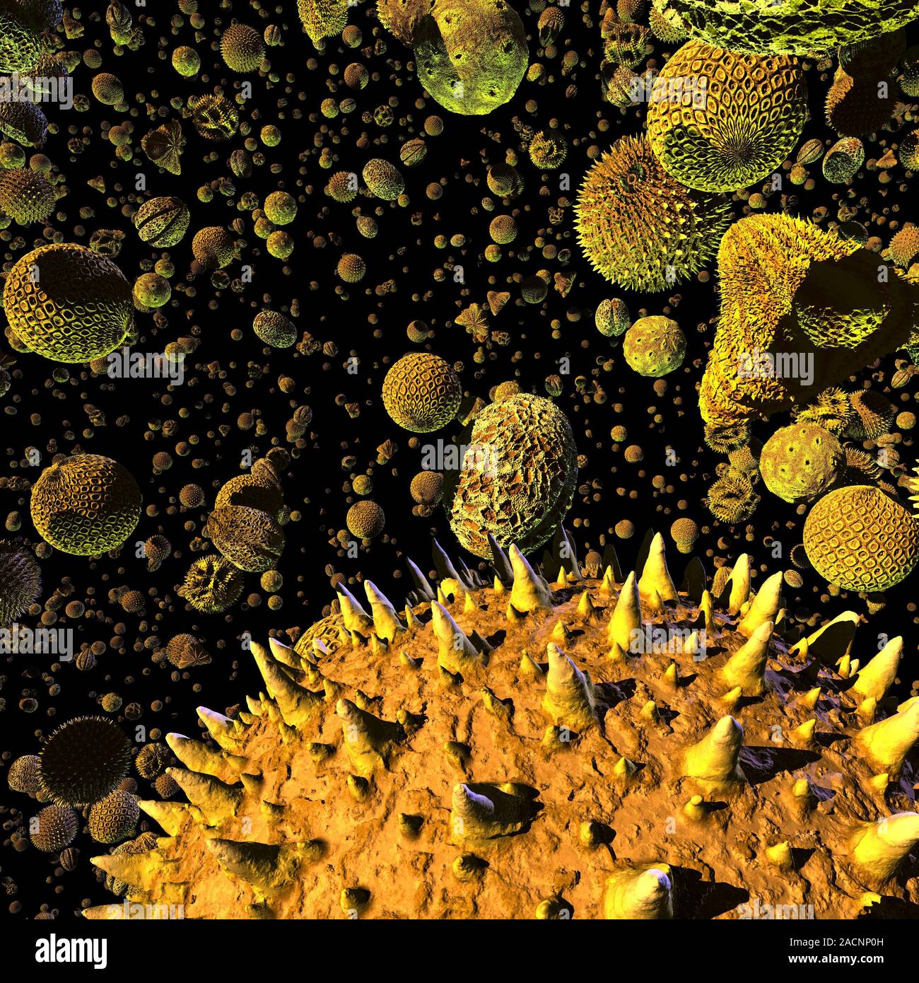 Pollen grains. Artwork of pollen grains from different flowers. The ...