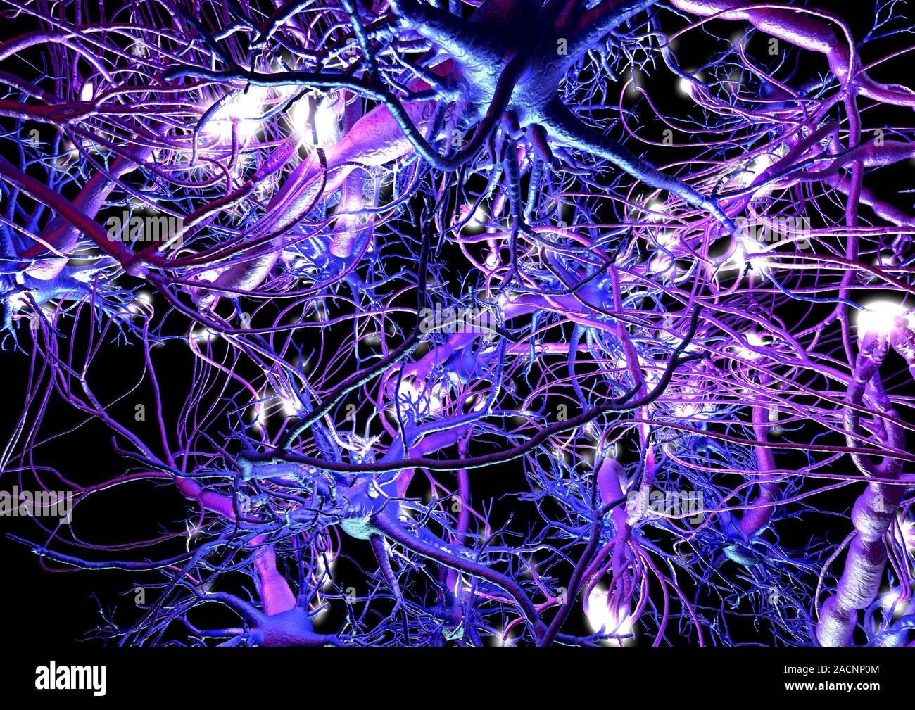 Neural network. Artwork of several nerve cells (neurons) forming a ...