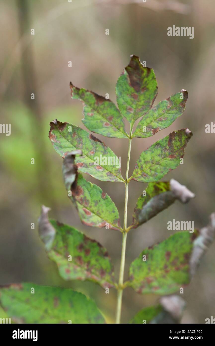 Ash dieback disease. This ash tree disease is caused by the fungus ...