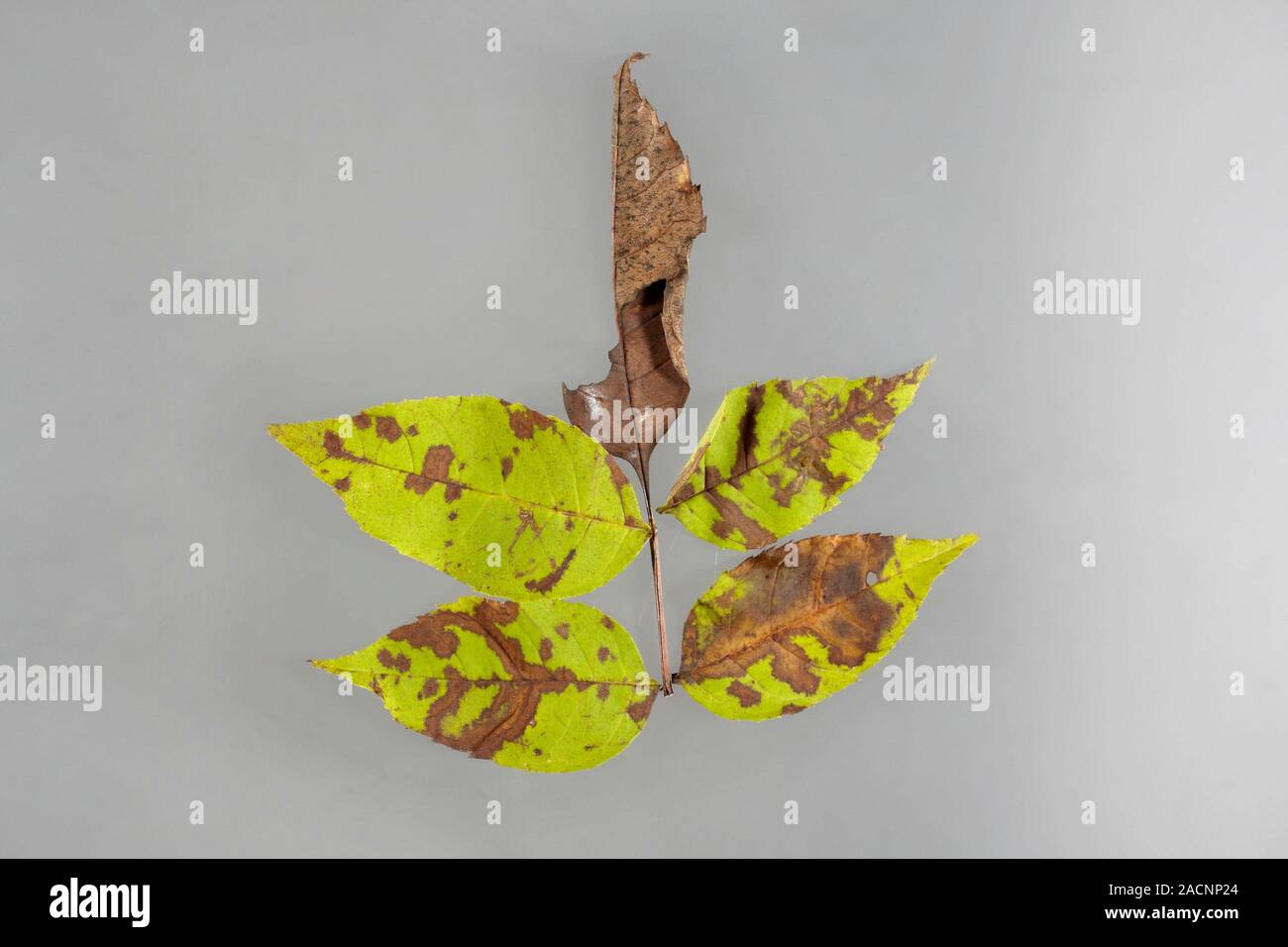 Ash dieback disease. This ash tree disease is caused by the fungus ...