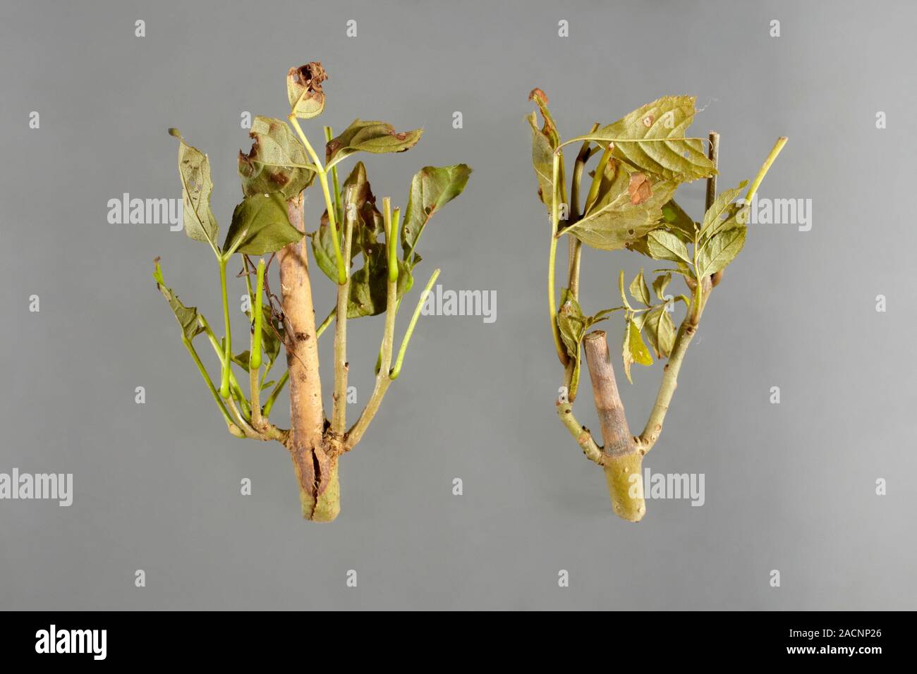 Ash dieback disease. This ash tree disease is caused by the fungus ...