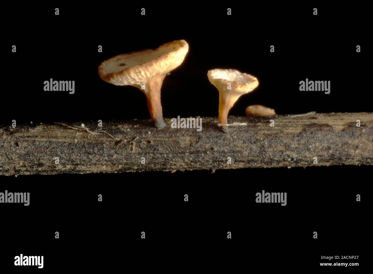 Ash dieback disease fungus. This ash tree disease is caused by the ...
