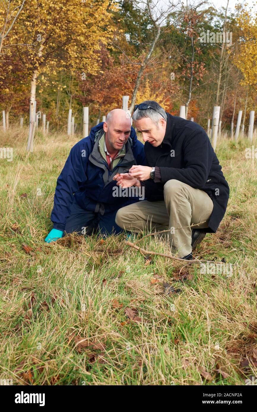 Ash dieback disease research. Researchers in a tree nursery examining a ...