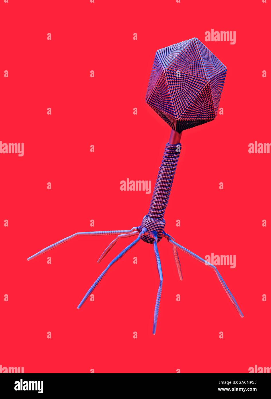 Bacteriophage, computer artwork. A bacteriophage, or phage, is a virus ...