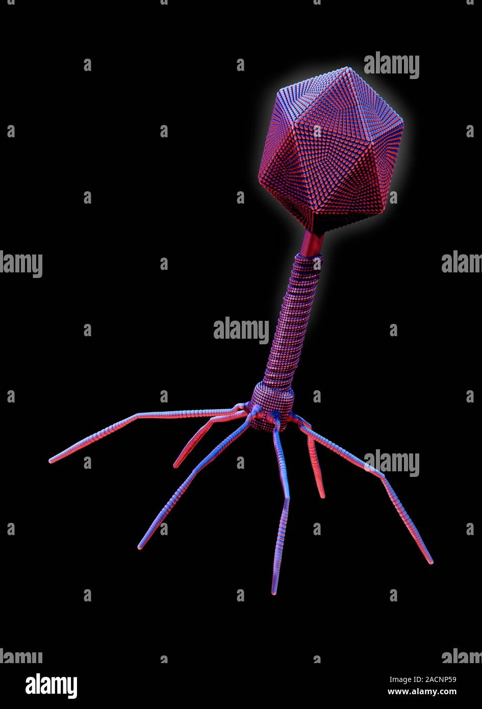 Bacteriophage, computer artwork. A bacteriophage, or phage, is a virus ...