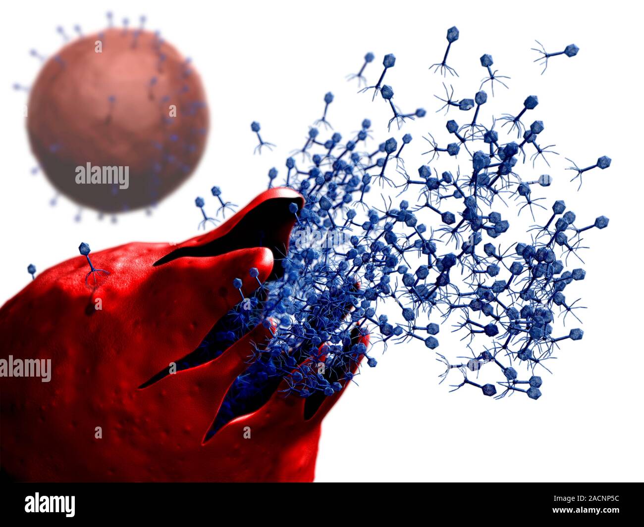 Bacteriophages leaving host cell. Computer artwork showing ...