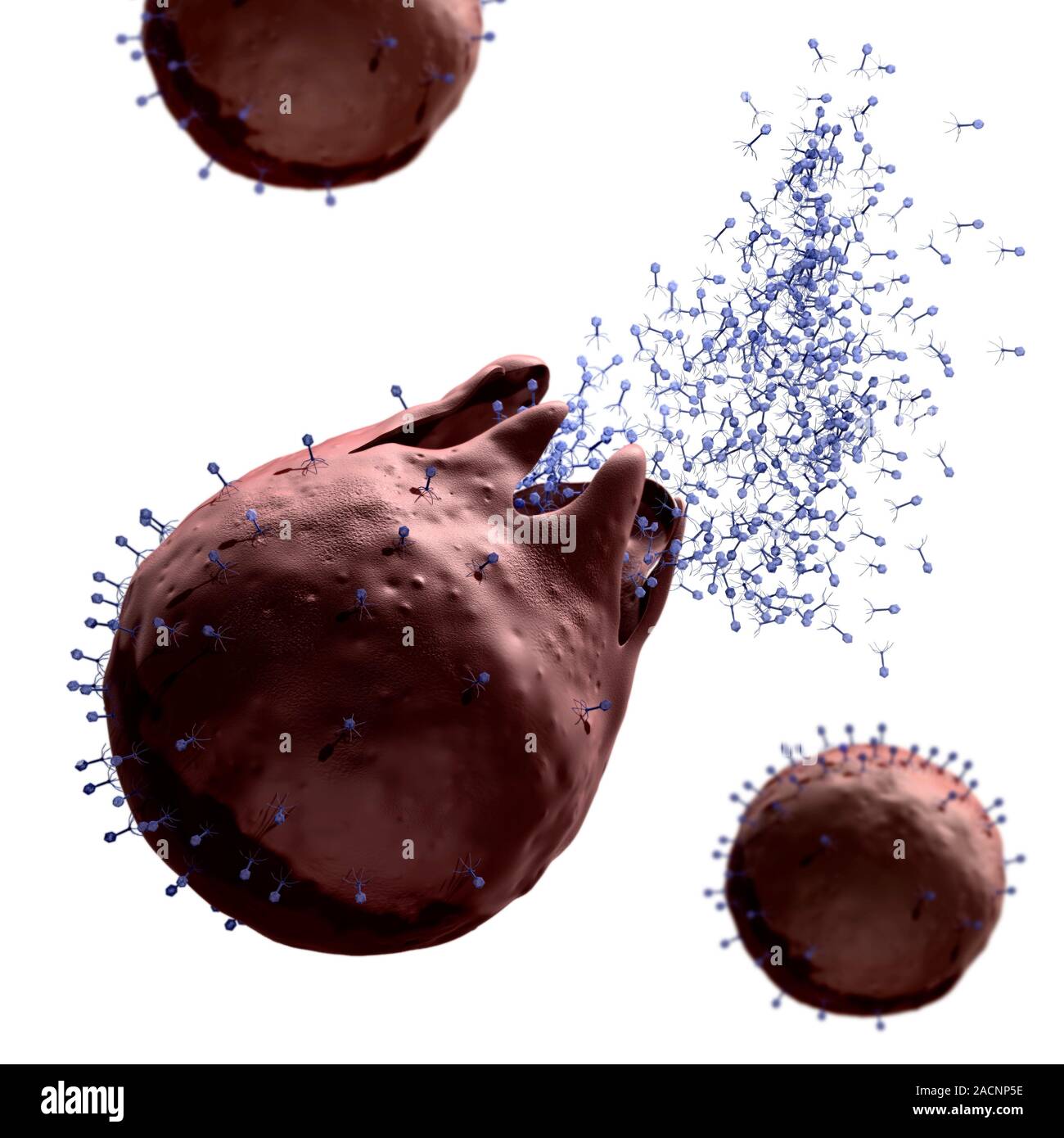 Bacteriophages leaving host cell. Computer artwork showing ...