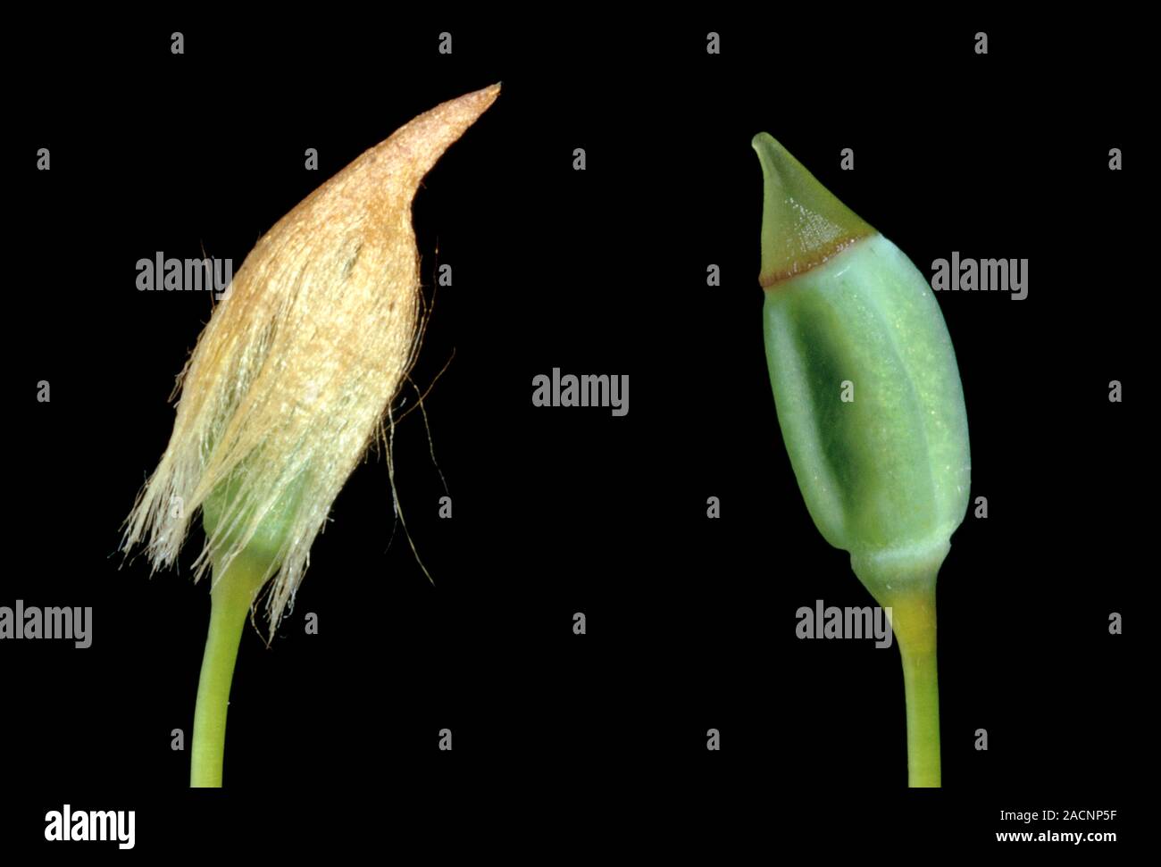 Haircap moss (Polytrichum sp.) spore capsules Stock Photo - Alamy