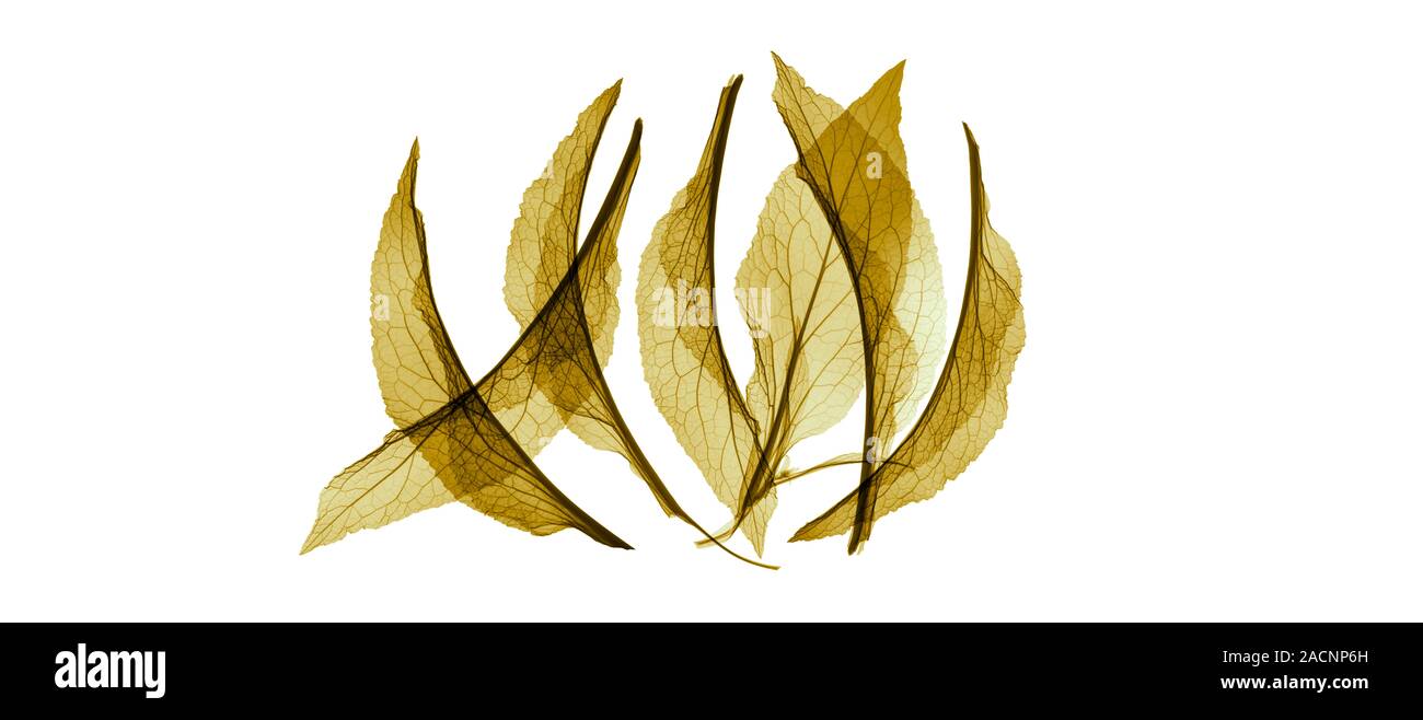 Foxglove (Digitalis sp.) leaves, coloured X-ray Stock Photo - Alamy