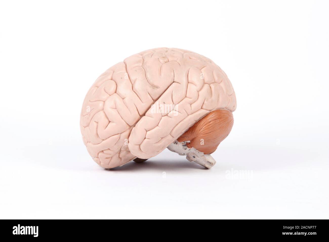 Human brain, model. Model (from 2000), showing the outer structure of ...