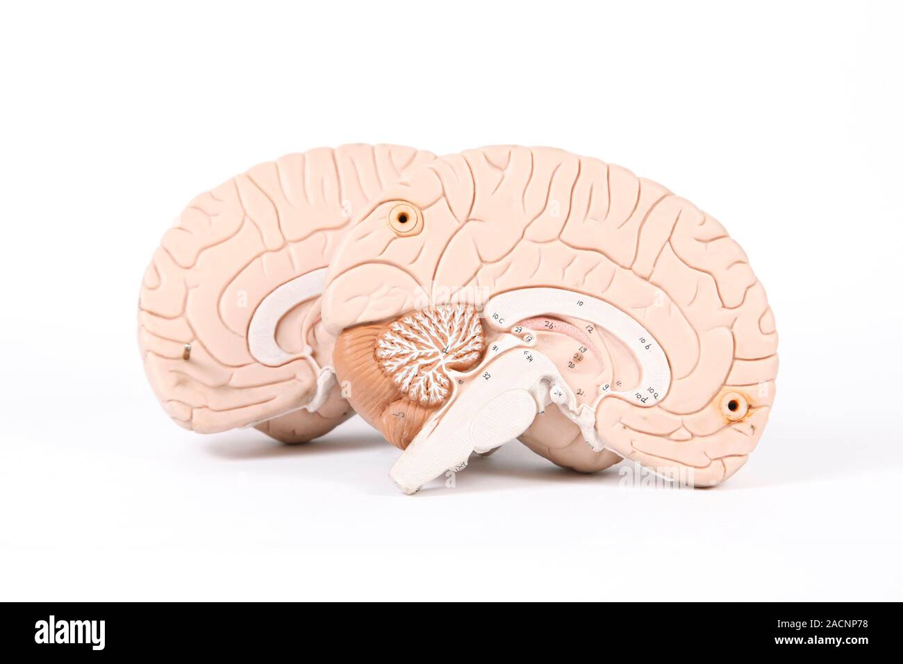 Human brain, model. Model, made in 2000, showing the internal structure ...