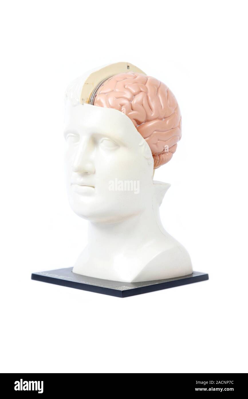 Human brain. 1970s model of a human head and neck, showing the location ...