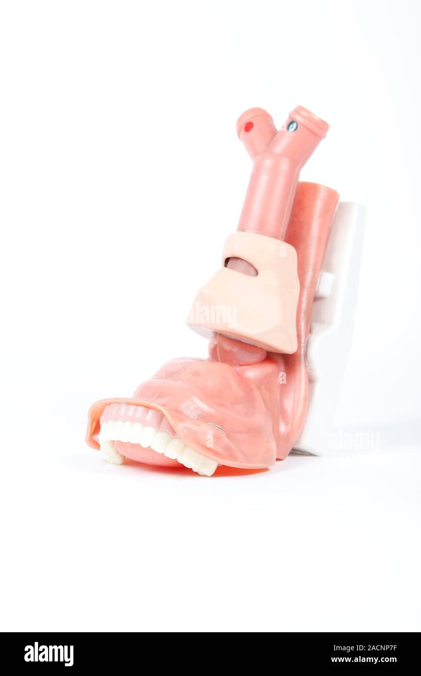Human throat. Anatomical model of the human throat, showing the teeth ...