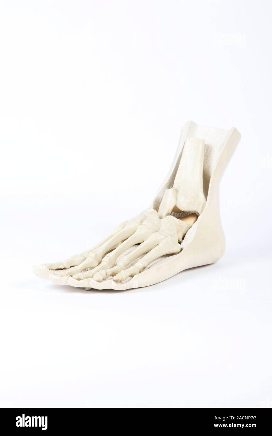 Human foot, anatomical model. 1965 model showing the skeletal structure ...