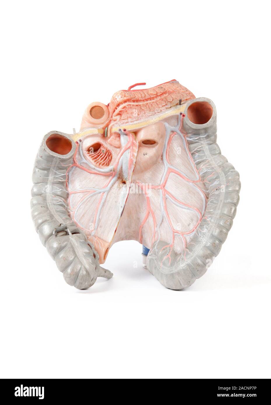 Human intestines. 1940s anatomical model of the human gut, showing the ...
