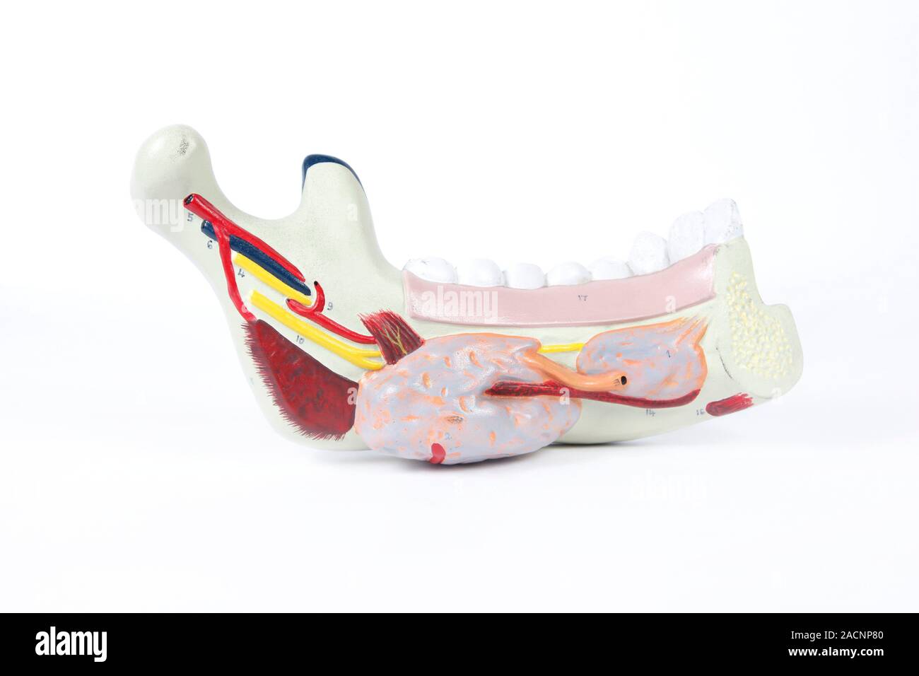 Human lower jaw. 1950s model showing the structure of the lower jaw ...