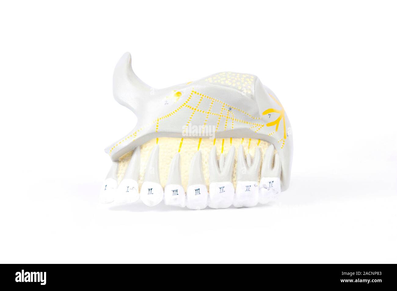 Human upper jaw. 1950s model of the upper jaw (maxilla) of a human ...