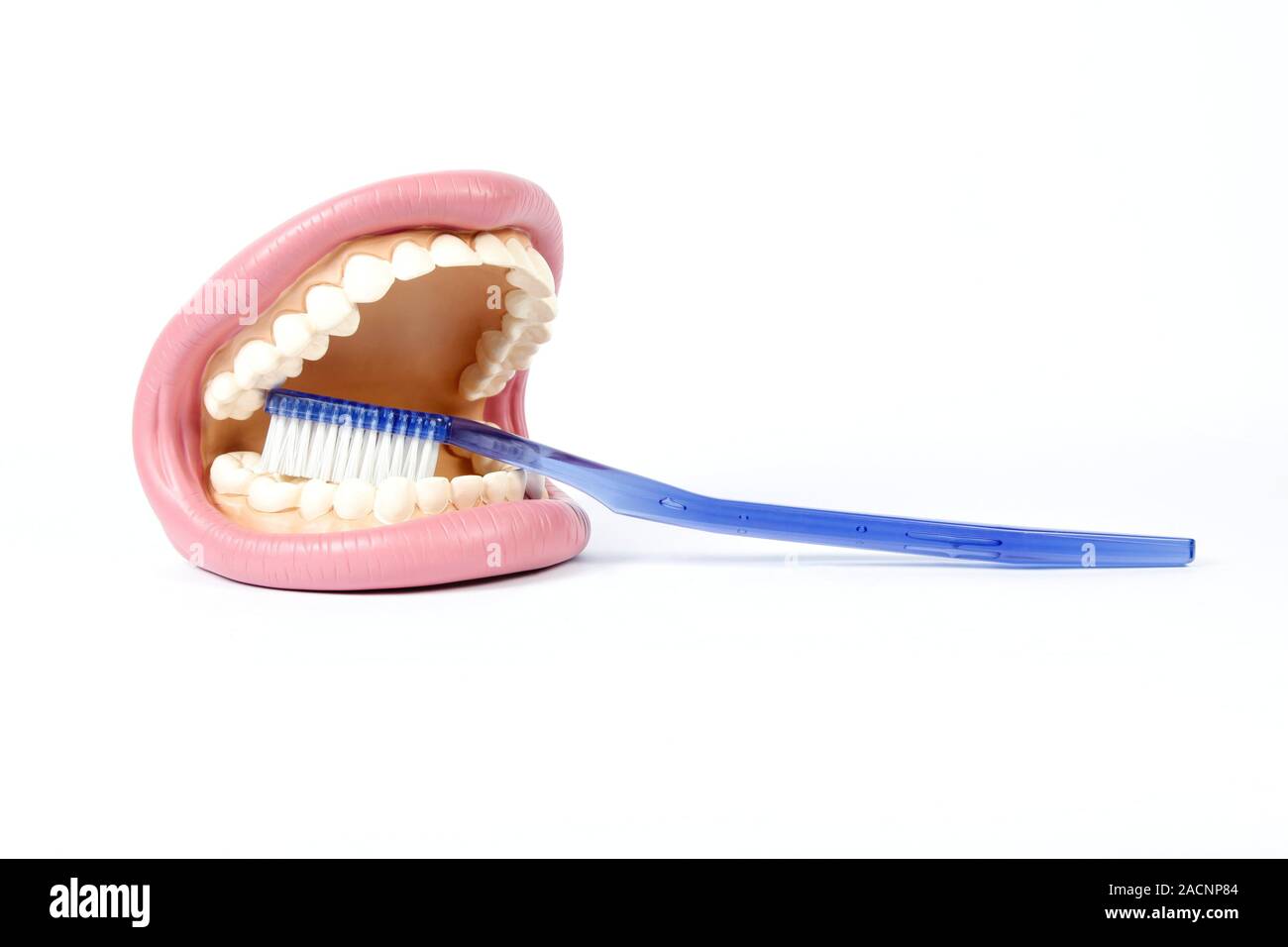 Human mouth. Anatomical model (from 1995) of a human mouth, showing the ...