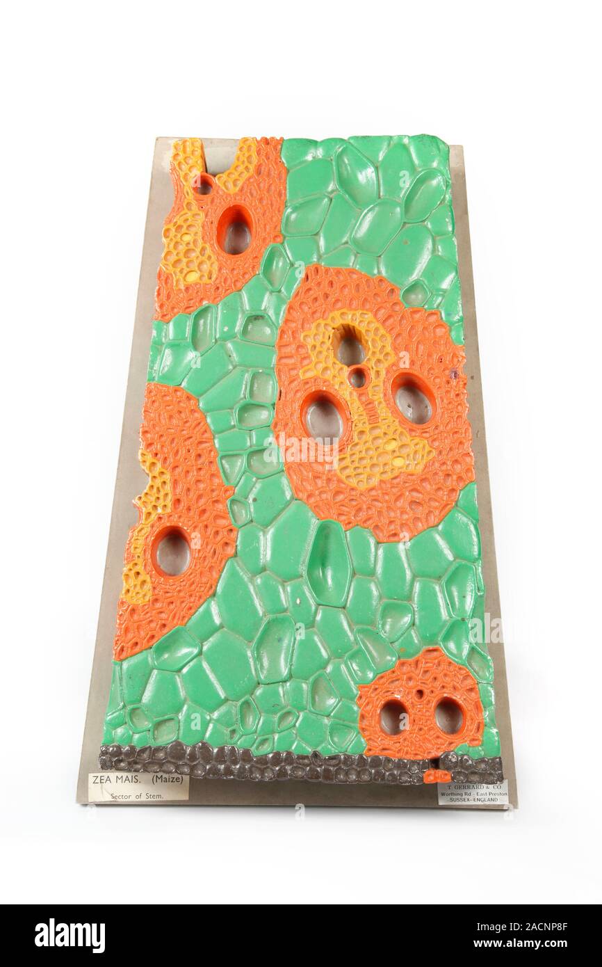 Human tissue structure. 1960s anatomical model of a section through ...