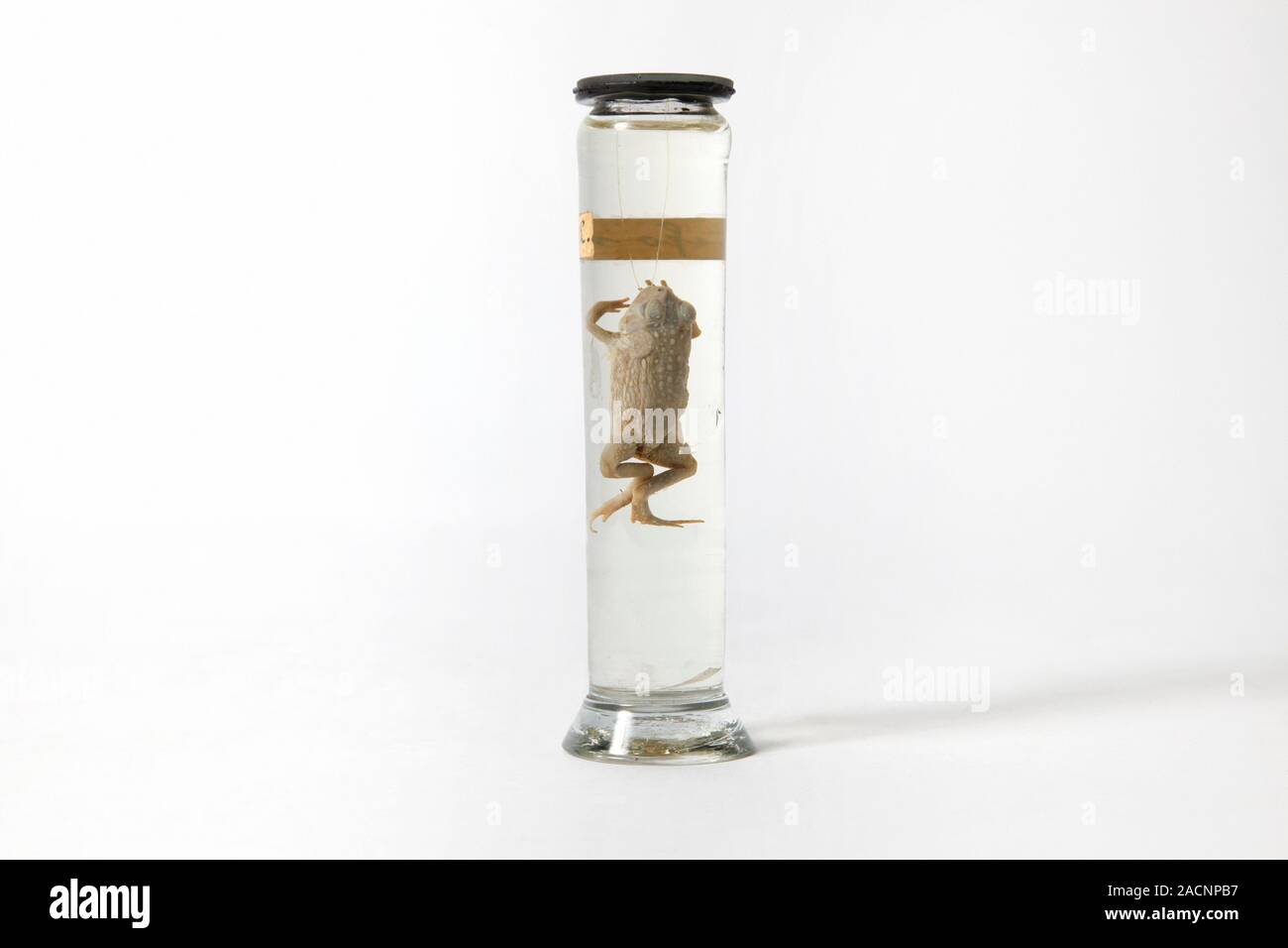 19th Century embalmed amphibian. Frog or toad preserved in a glass jar ...