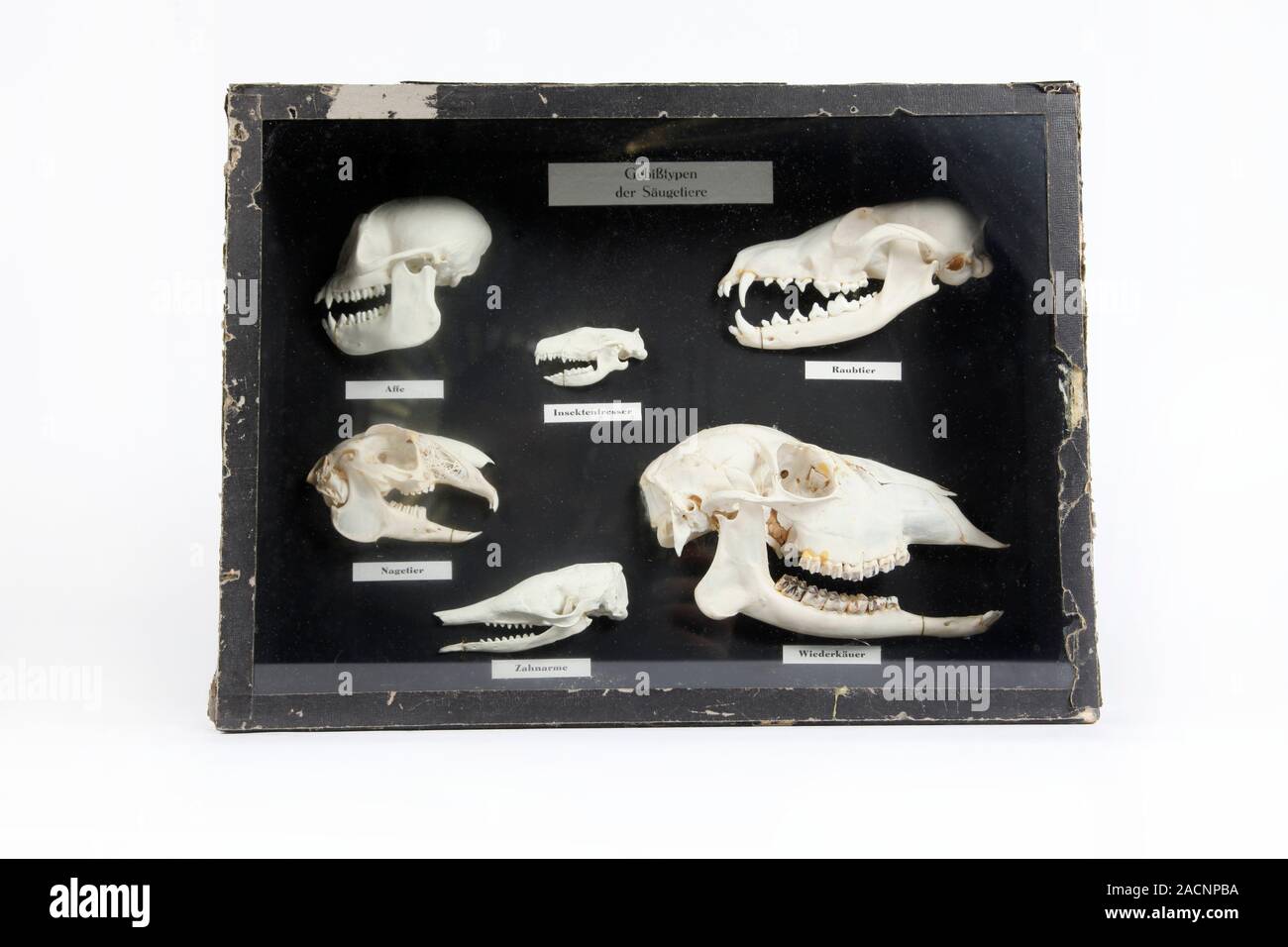 Animal skulls display. Collection of animal skulls in a display cabinet ...