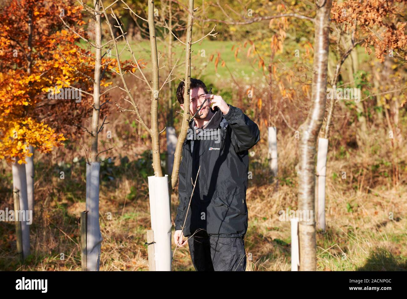 Ash dieback disease research. Researcher in a tree nursery examining an ...