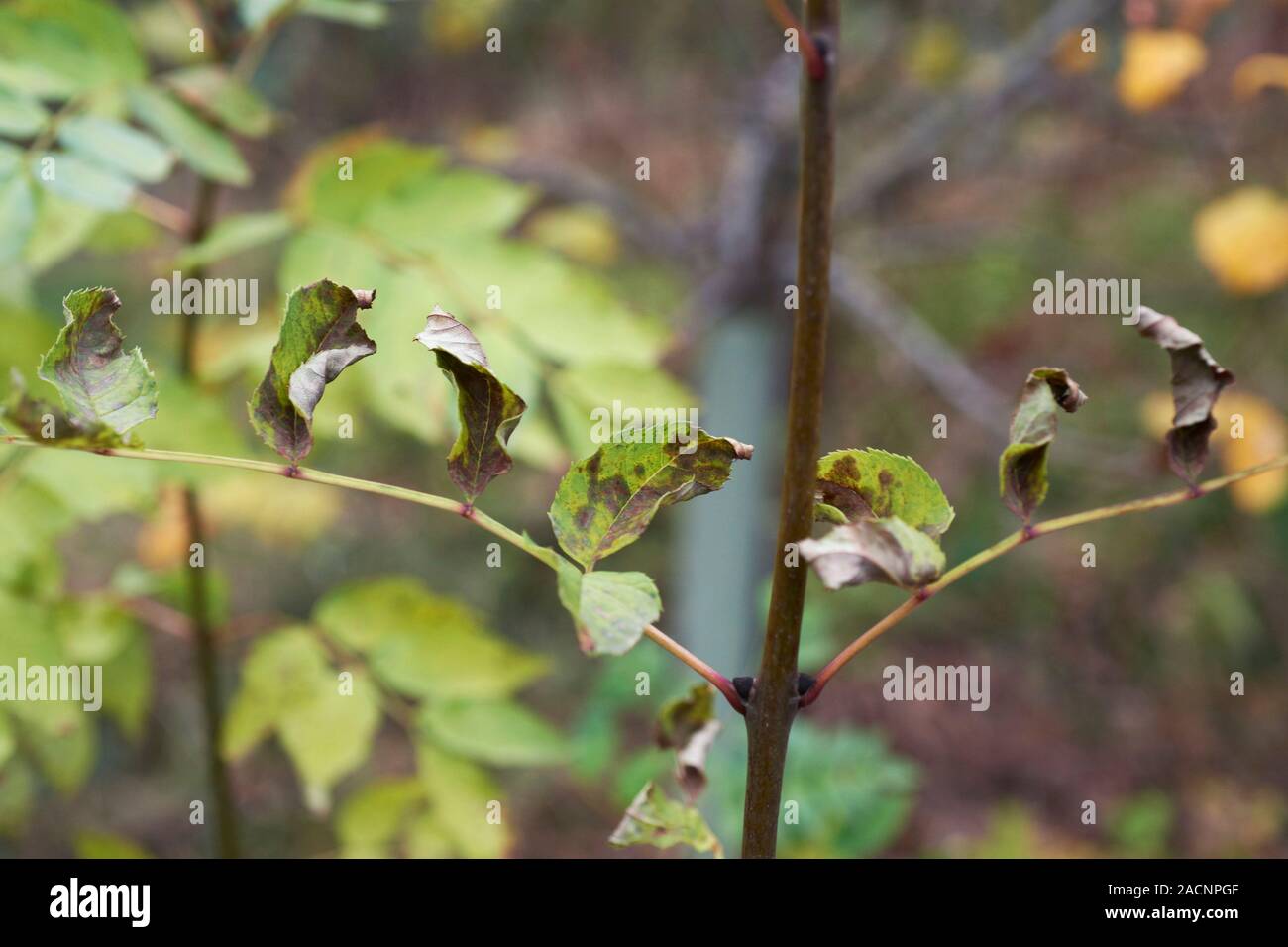 Ash dieback disease. Dying leaves on an ash tree affected by ash ...