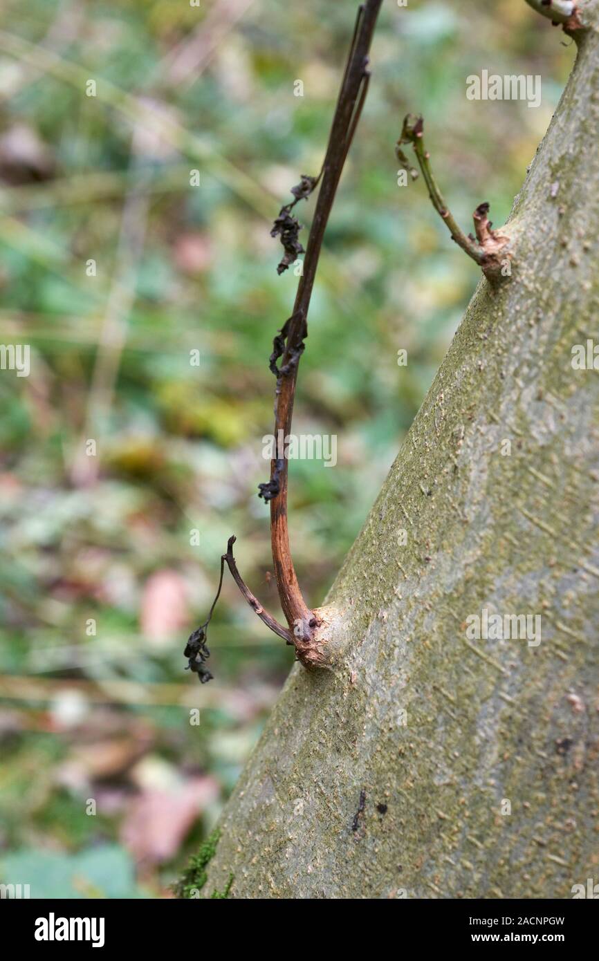 Ash dieback disease. Dying shoot on an ash tree affected by ash dieback ...