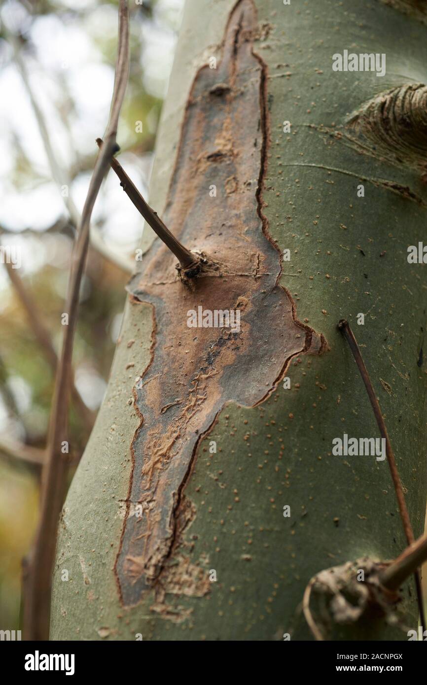 Ash dieback disease. Ash tree affected by ash dieback disease. This ash ...