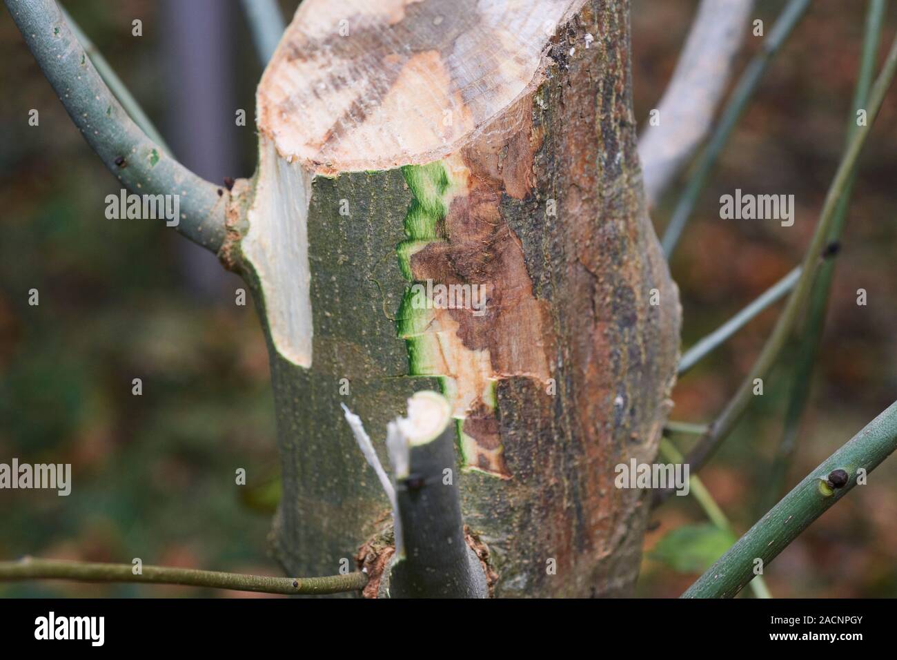Ash dieback disease. This ash tree disease is caused by the fungus ...