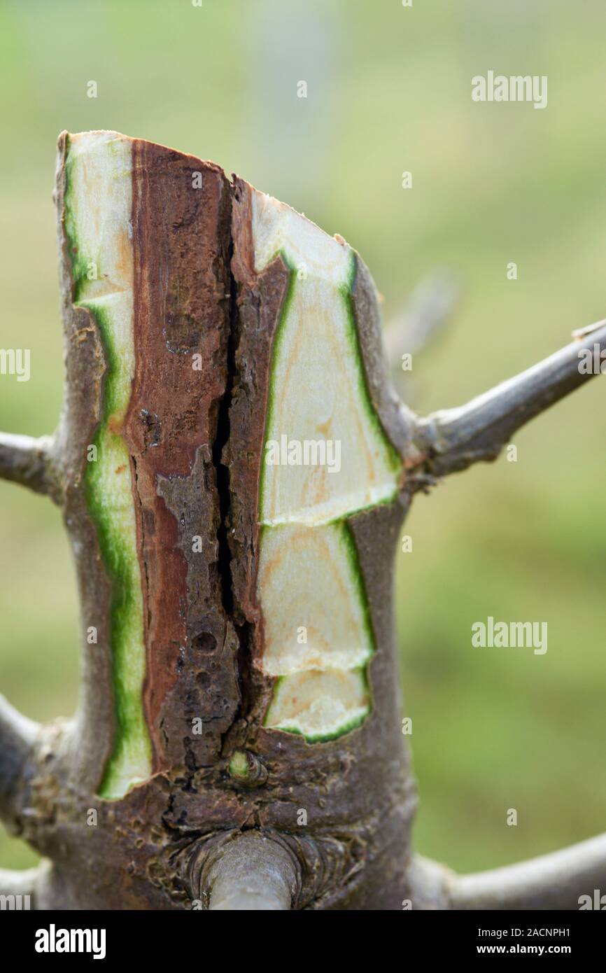 Ash dieback disease. This ash tree disease is caused by the fungus ...