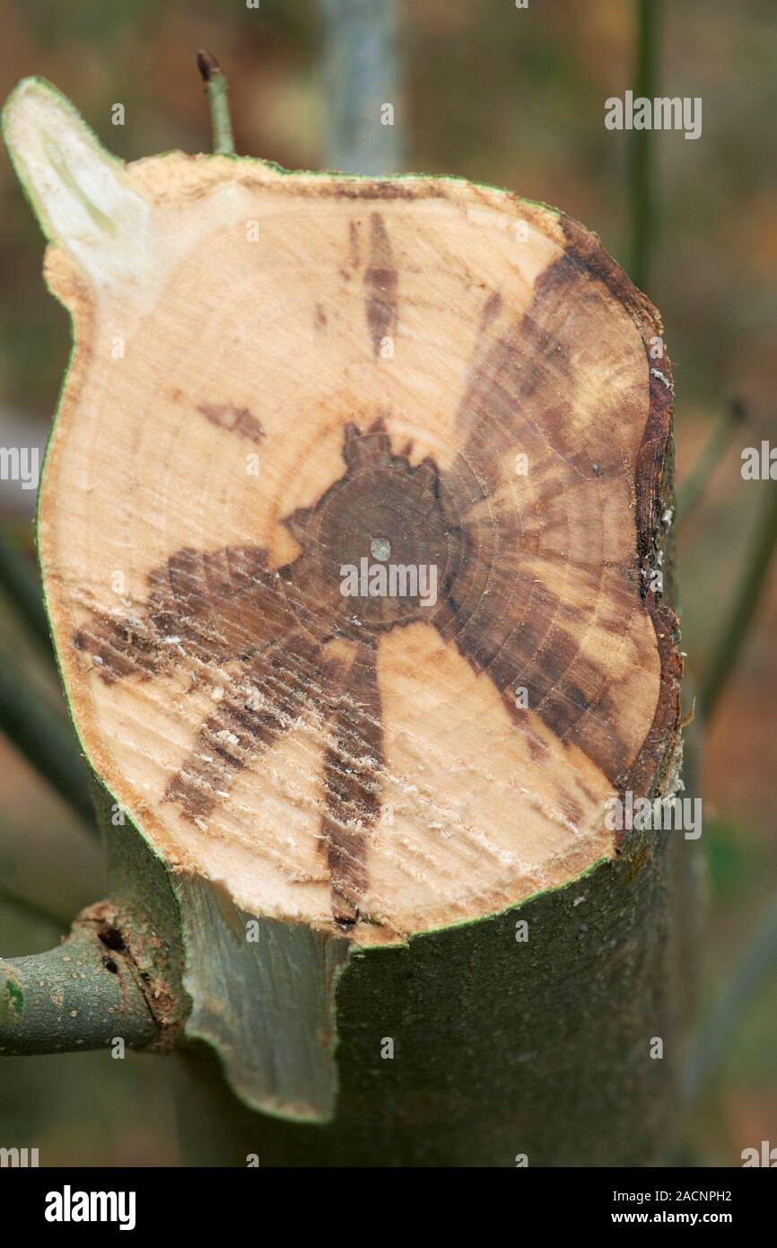 Ash dieback disease. This ash tree disease is caused by the fungus ...