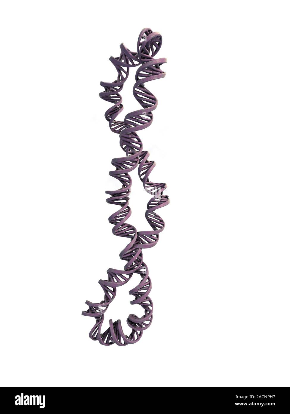 DNA supercoils. Computer artwork showing a supercoiled strand of DNA ...