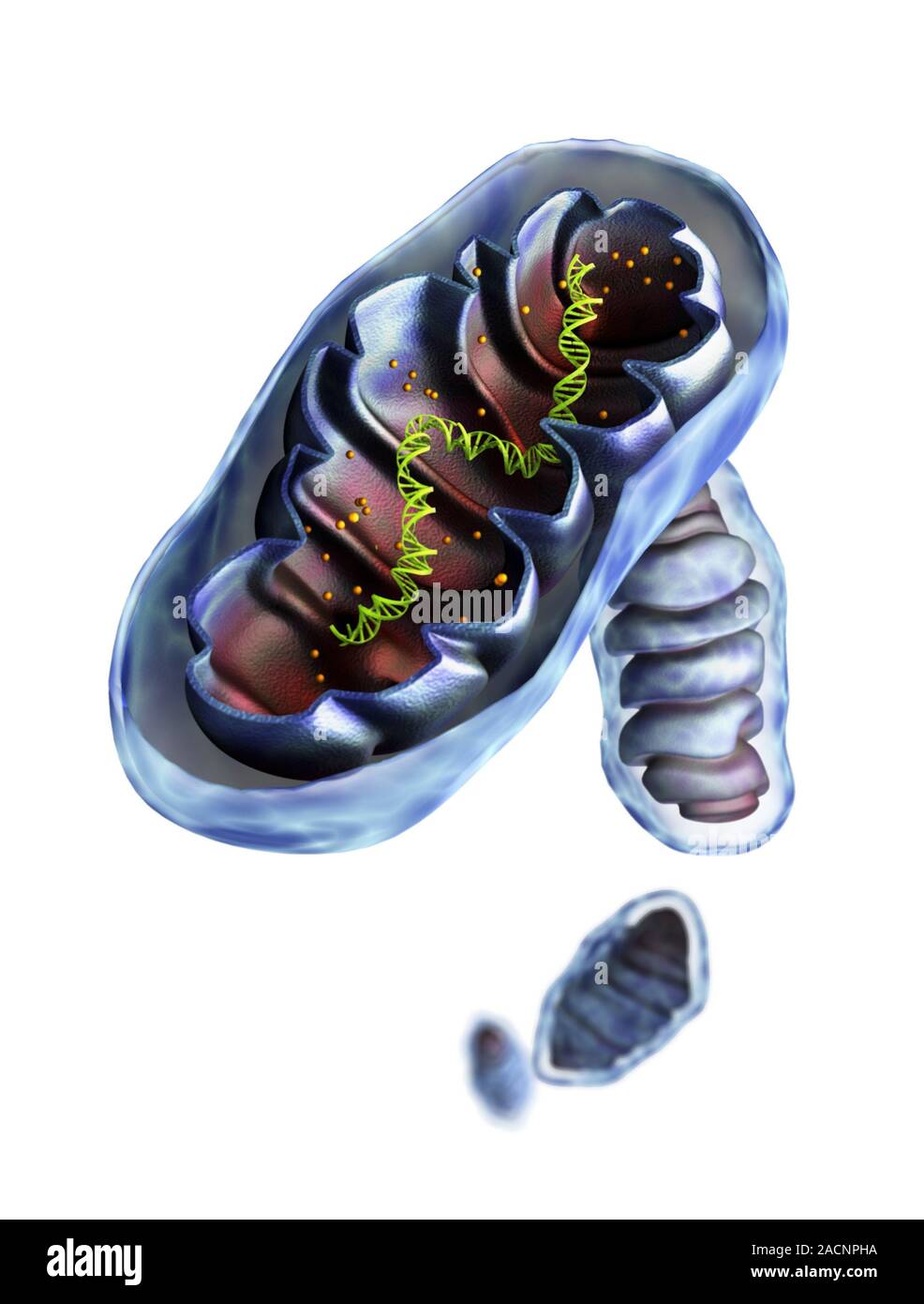 Mitochondrial structure. Computer artwork of a section through a ...