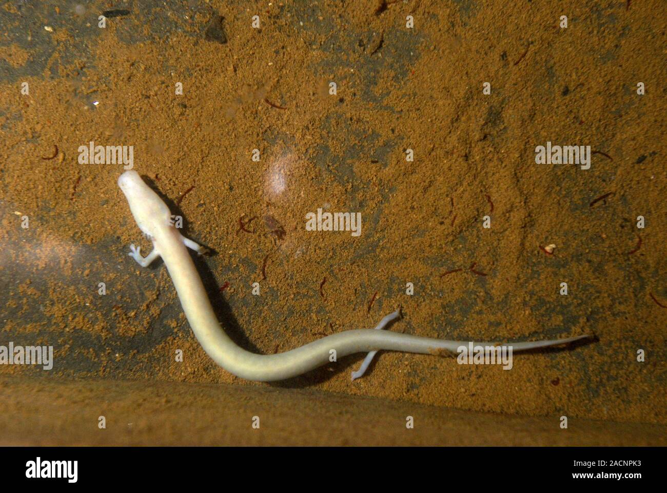 Cave salamander (or olm, Proteus anguinus). This rare amphibian is ...