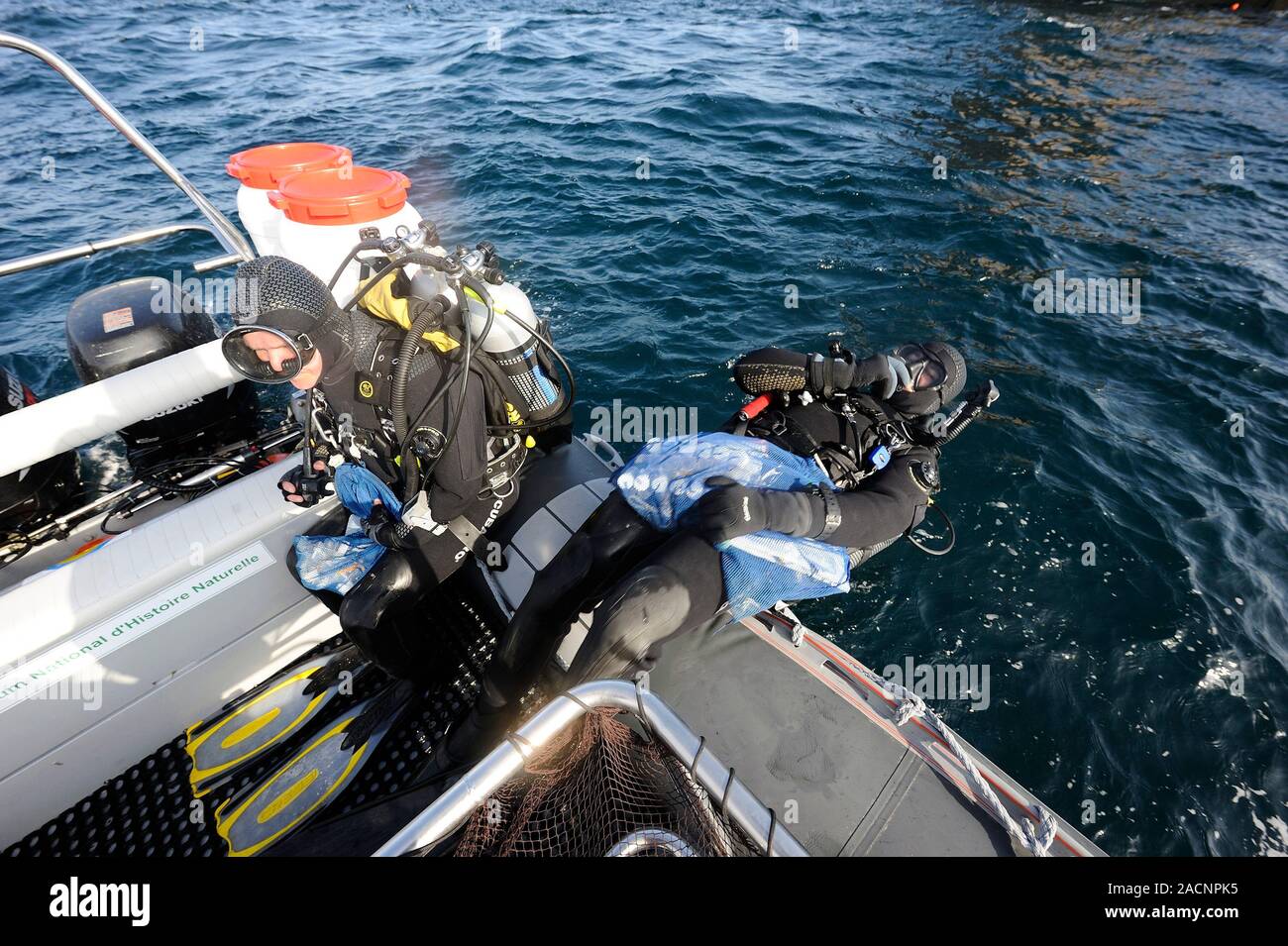 Warming seas research. Divers entering the sea off Finistere, France ...