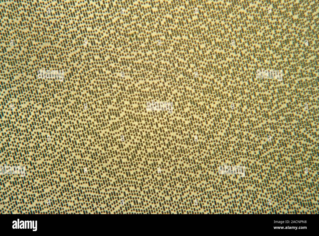 Compact disc surface. Light micrograph of the surface of a compact disc ...