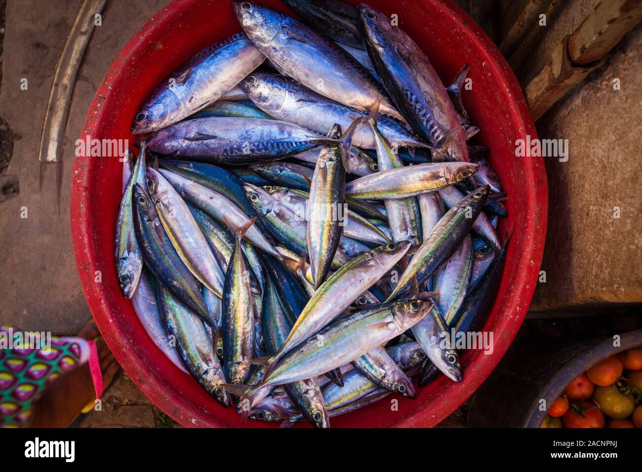 Little tiny fish hi-res stock photography and images - Alamy