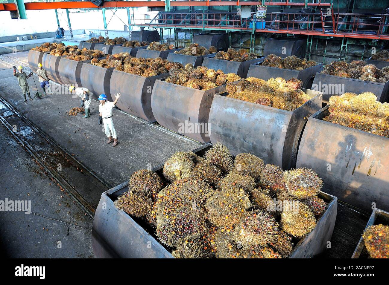 Palm oil factory. Workers with harvested oil palm (Elaeis guineensis ...