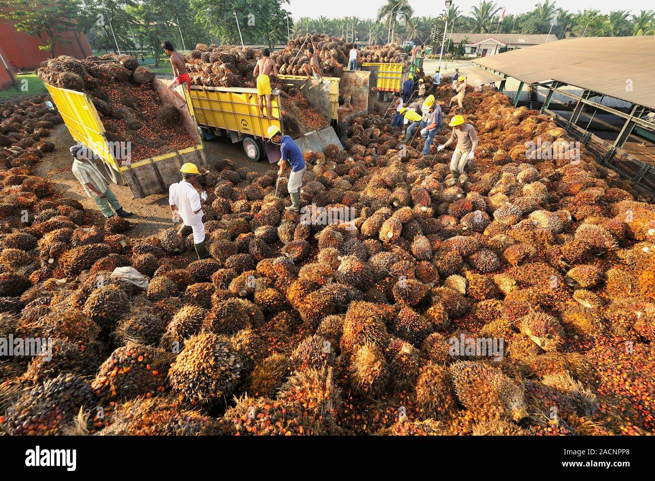 Palm oil factory. Workers with harvested oil palm (Elaeis guineensis ...