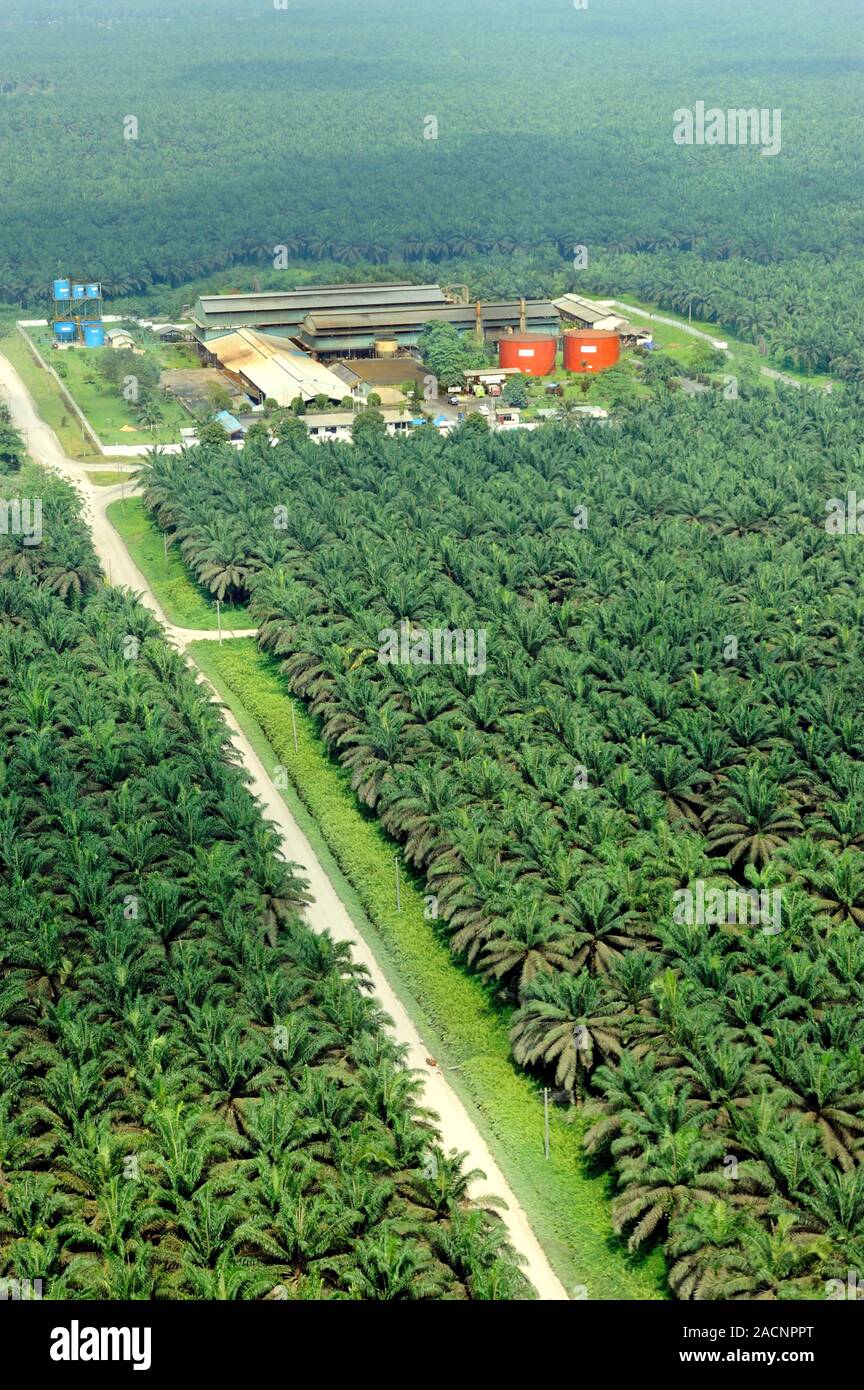 Palm oil factory. Aerial view over oil palm (Elaeis guineensis) plants ...