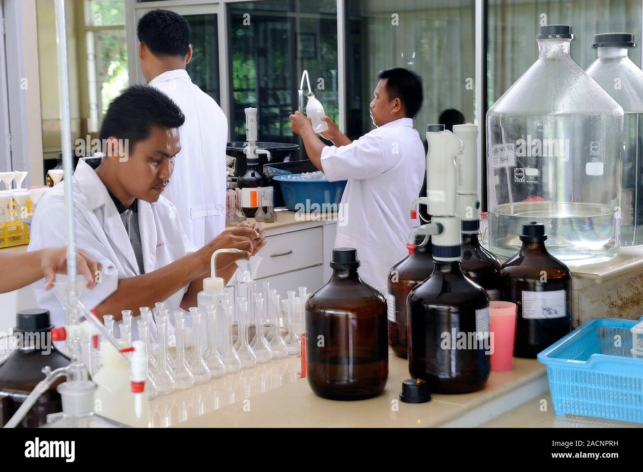 Oil palm plantation research. Workers analysing soil samples in a lab ...