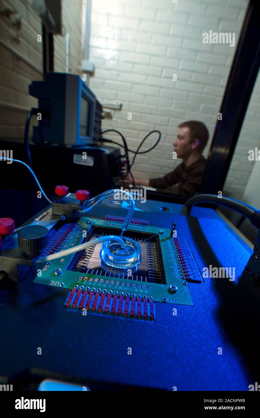 Rat vision research. Researcher using electrodes to measure the action ...