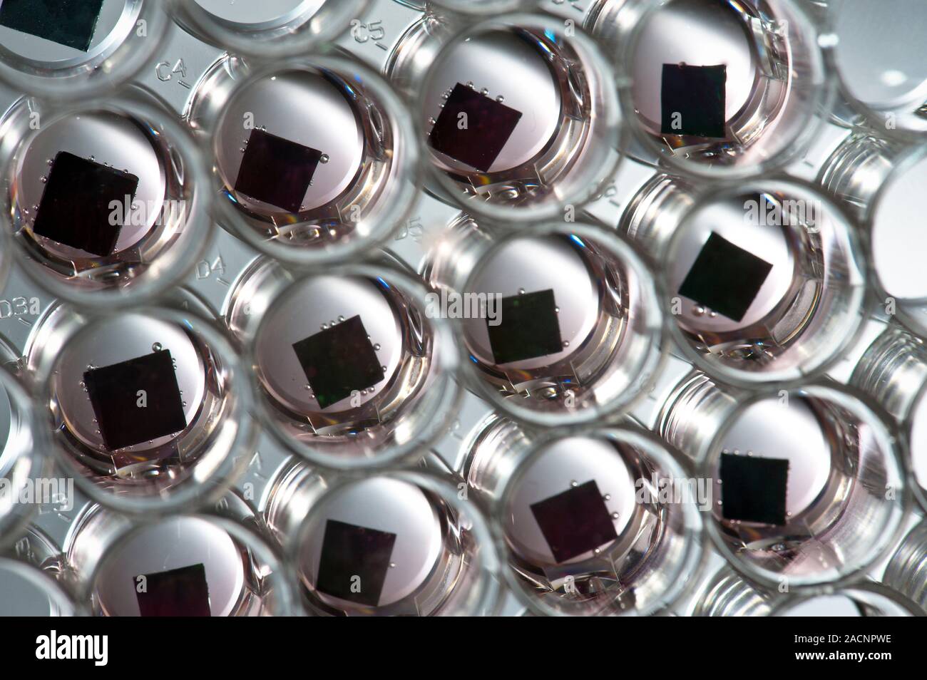 Rat vision research. Close-up of a sample tray containing neurons ...