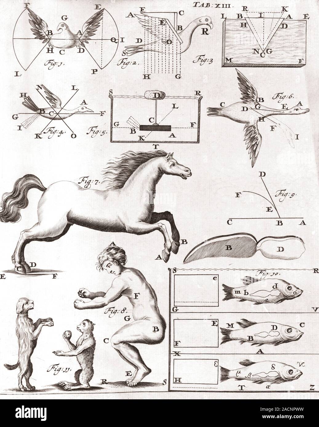 Early biomechanics. 17th-century diagrams depicting the mechanics of ...