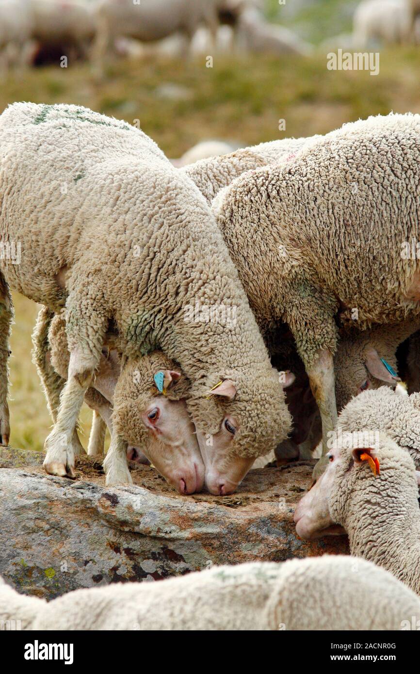 Alpine sheep farm. Flock of sheep in the vallee de la Romanche, Massif ...